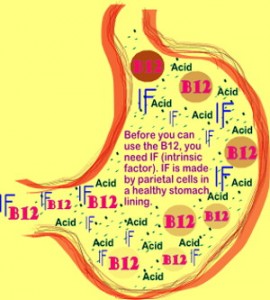 Vitamin B12 History & Illustrations